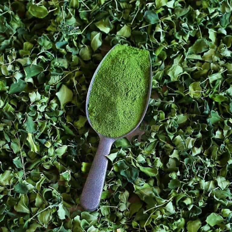 How to Dry Moringa Leaves For Homemade Moringa Powder - Cooking Carnival